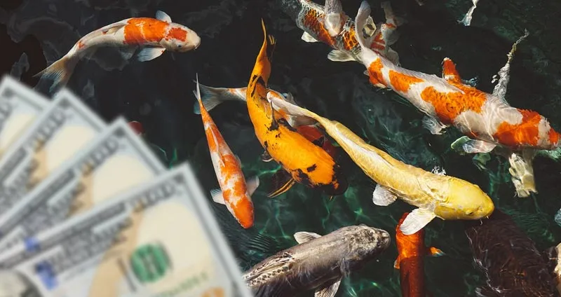 How much does a koi pond fish cost?