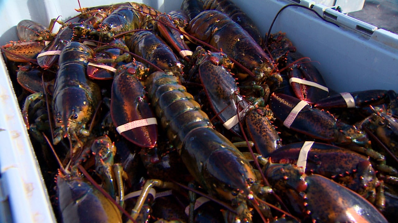 How much does a lobster license cost in Canada?