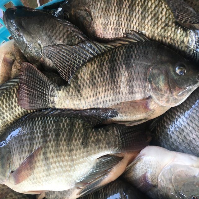 How much does a tilapia fish cost?