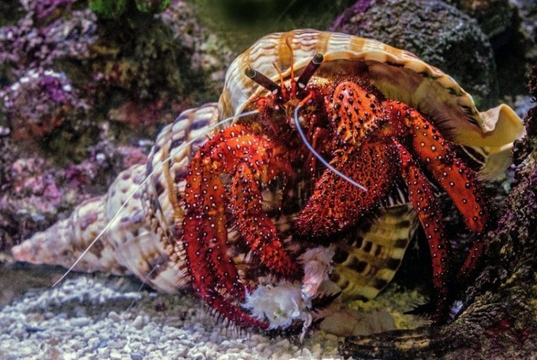 How much does it cost to buy a hermit crab?