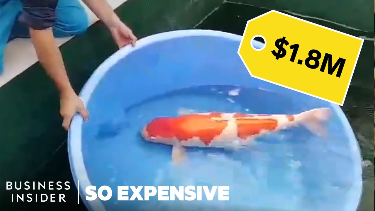 How much does it cost to buy a koi fish?