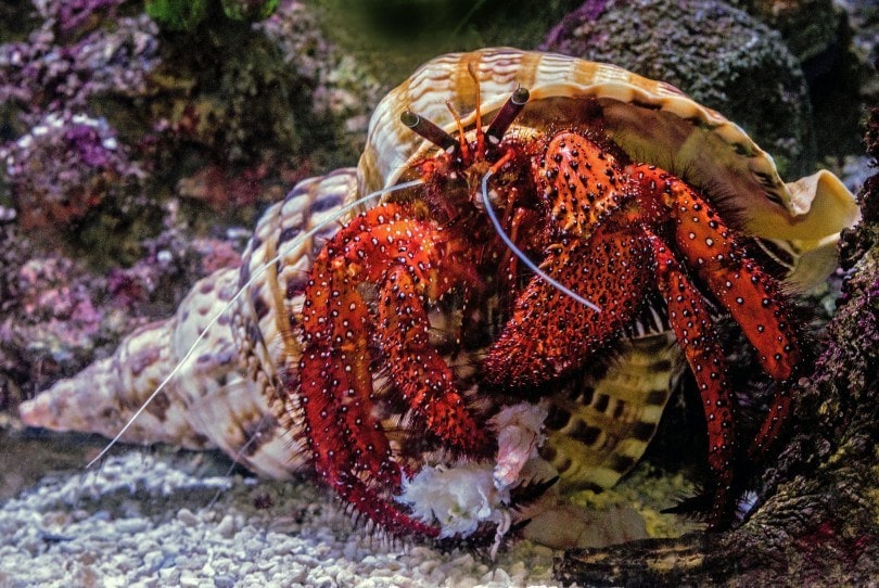 How much does it cost to have a hermit crab?