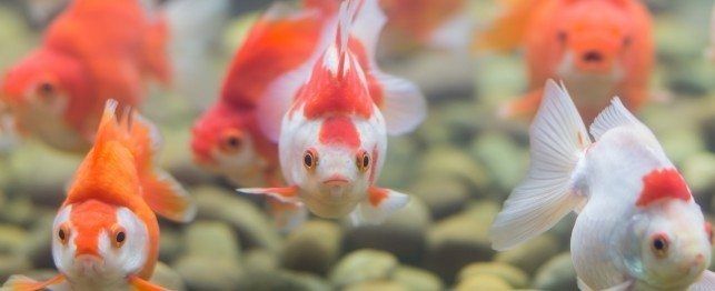 How much does it cost to keep a fish?