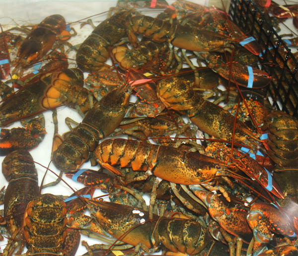 How much does it cost to start a lobster farm?