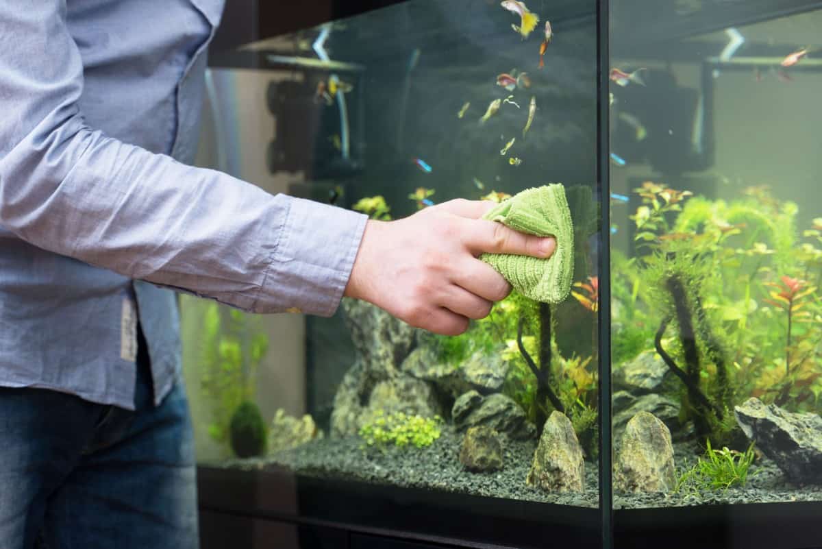 How much does it take to maintain a fish tank?