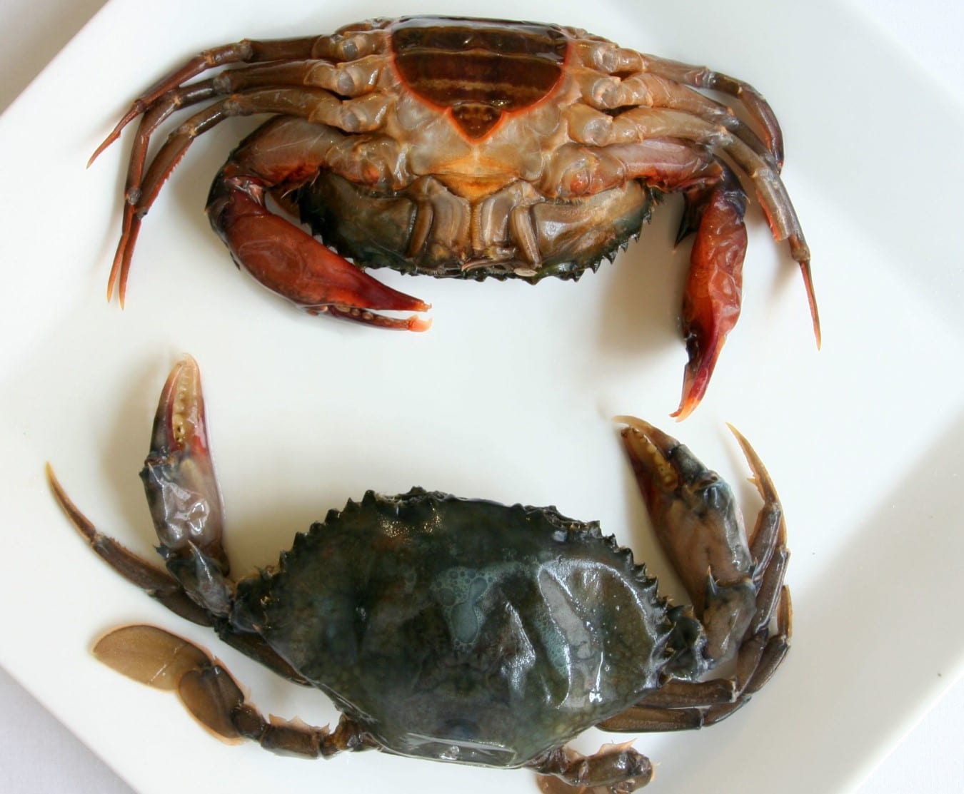 How much does soft shell crab cost?