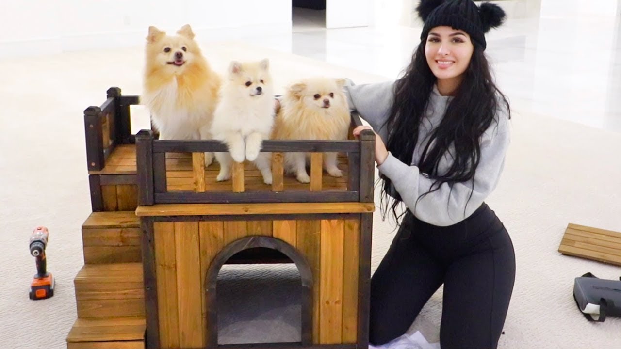 How much dogs do Sssniperwolf have?