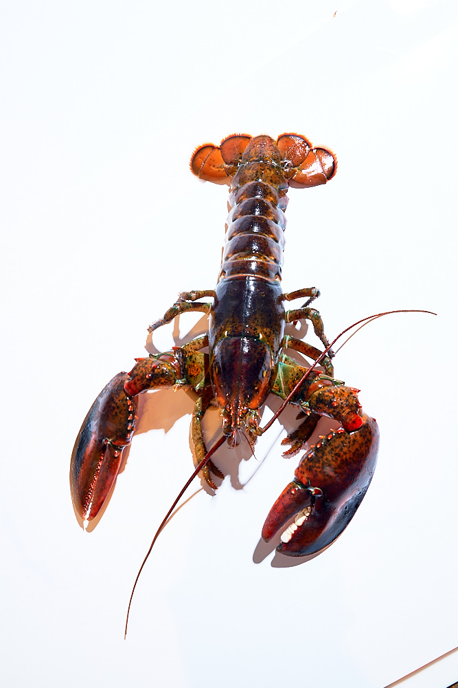 How much edible meat is in a lobster?