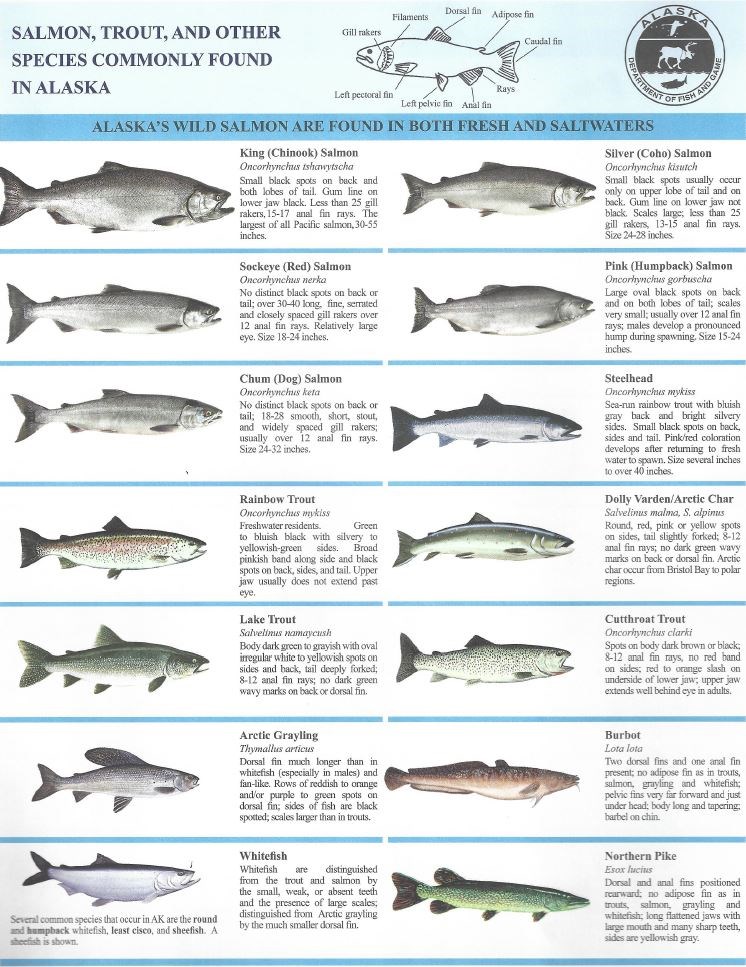 How much fish can you fly back from Alaska?