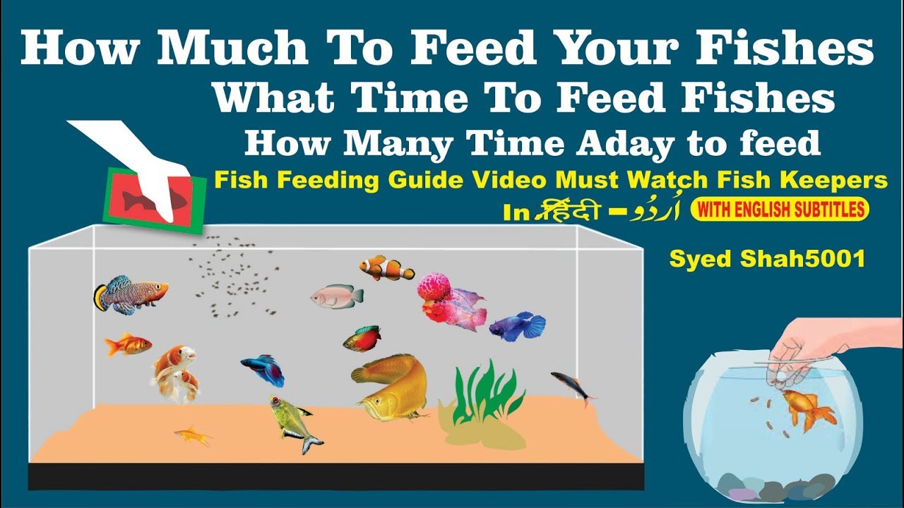 How much fish feed a person?