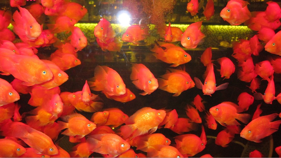 How much fish is too much in aquarium?