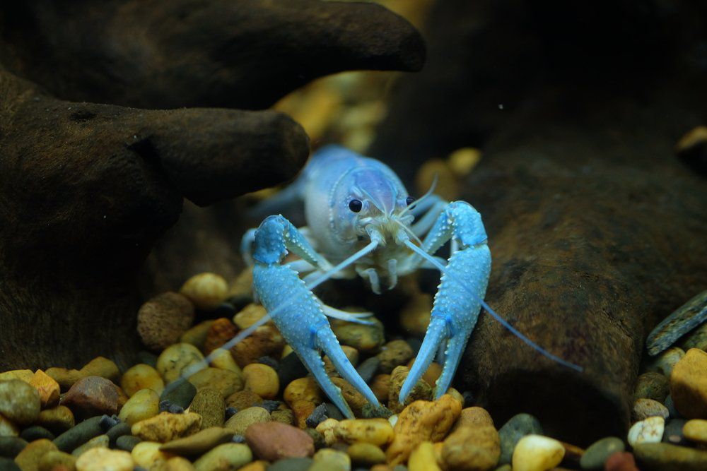How much is a blue lobster worth?