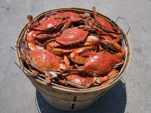 How much is a bushel of blue crabs?