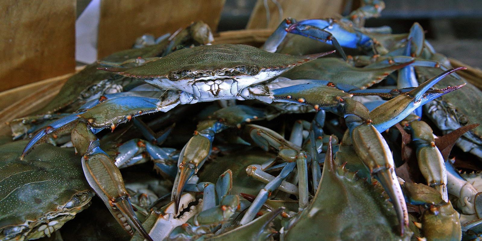 How much is a bushel of crabs in Florida?