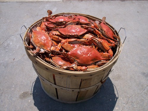 How much is a bushel of crabs in Maryland?