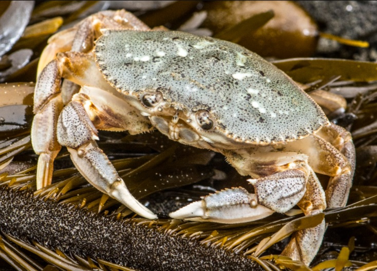 How much is a Dungeness crab worth?