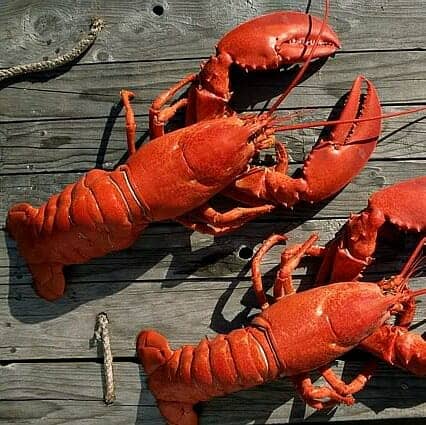 How much is a live lobster?