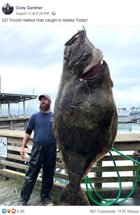 How much is a pound of Pacific halibut?