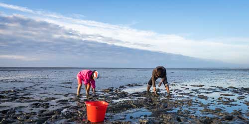 How much is a shellfish license in Maine?