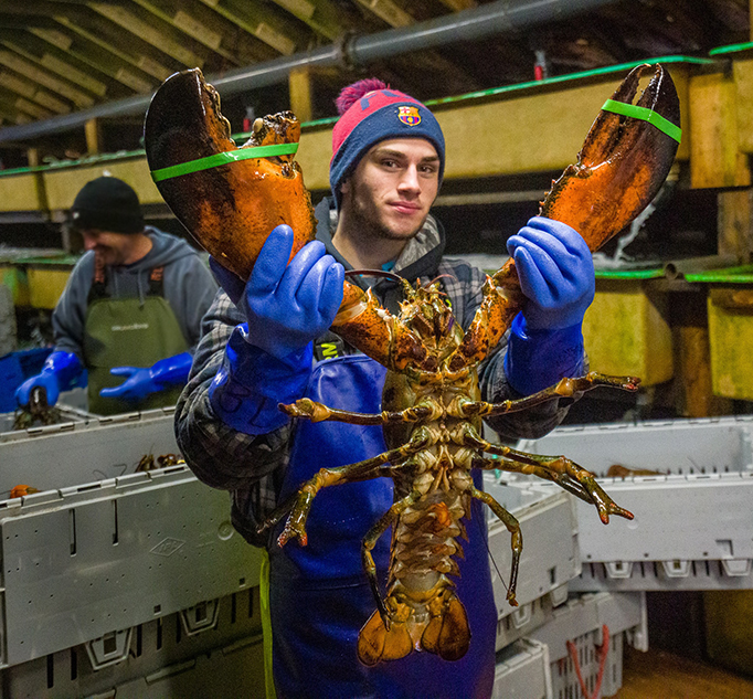 How much lobster is caught in Nova Scotia?