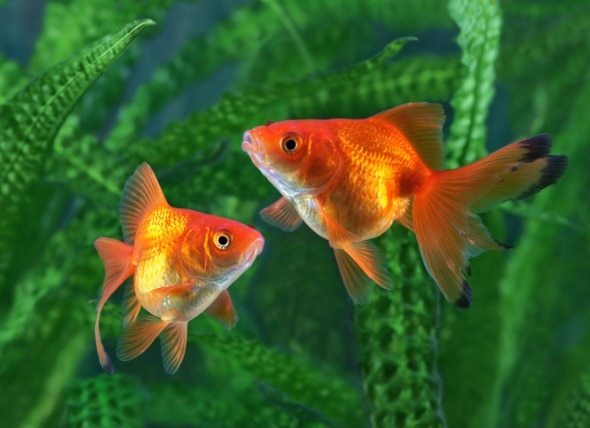 How much maintenance does a goldfish need?