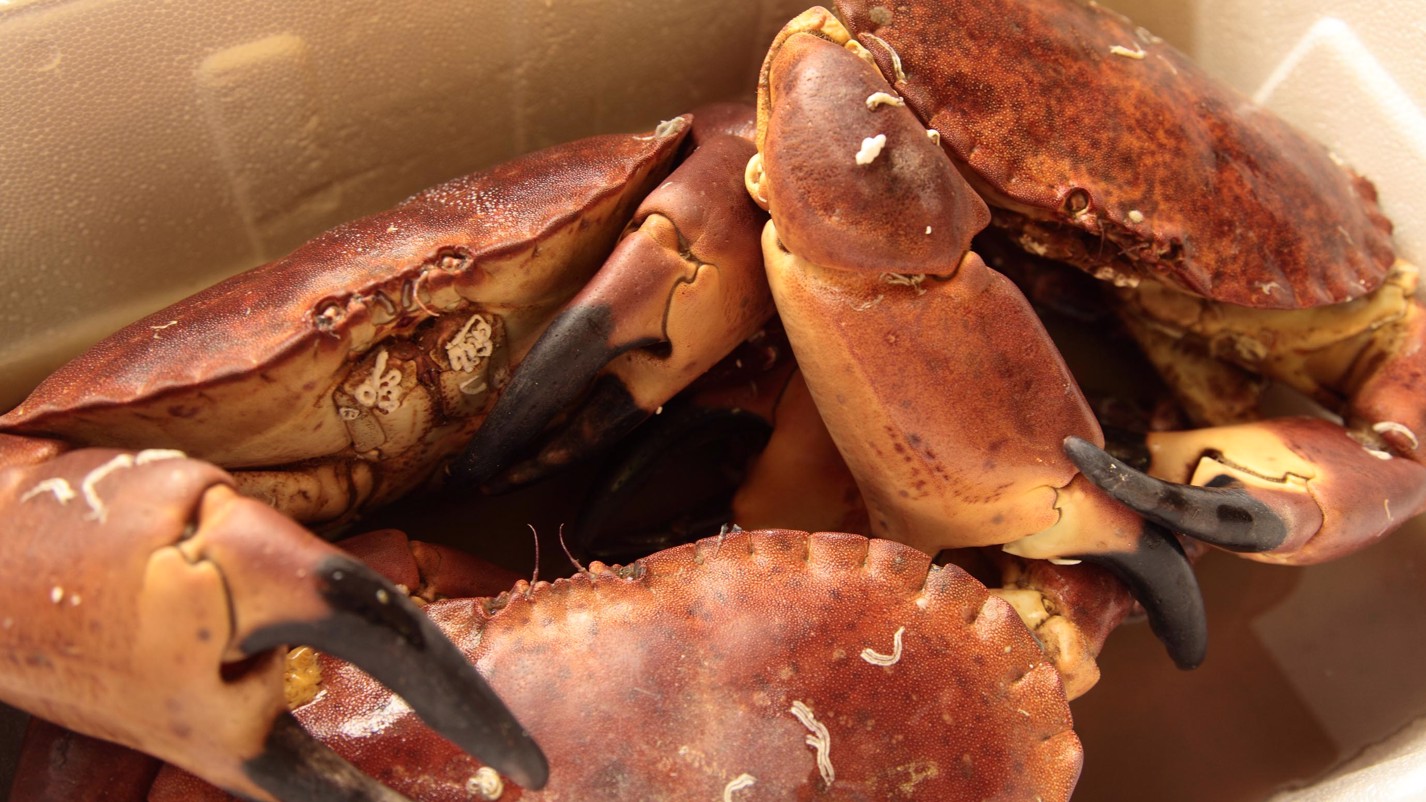 How much meat do you get out of a crab?