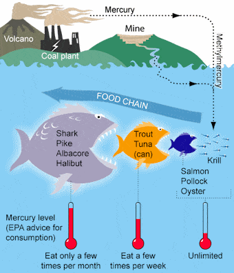 How much mercury does halibut have?