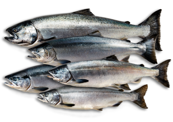 How much money does Alaska make from salmon?