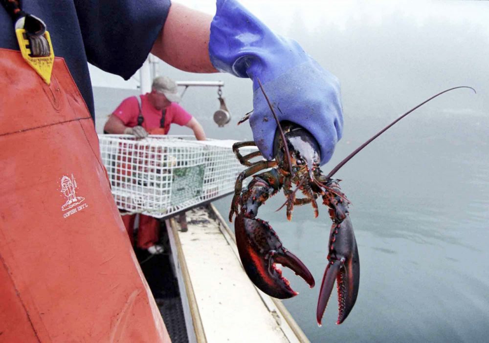 How much money does Maine make from lobsters?