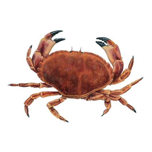 How much of a crab is edible?