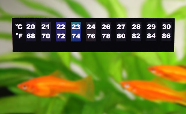 How much of a temperature difference can a fish handle?