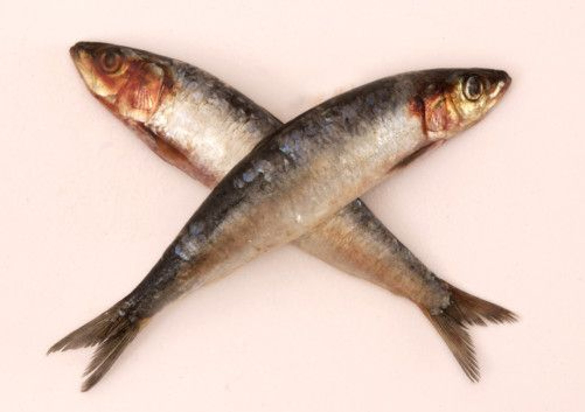 How much oily fish is too much?