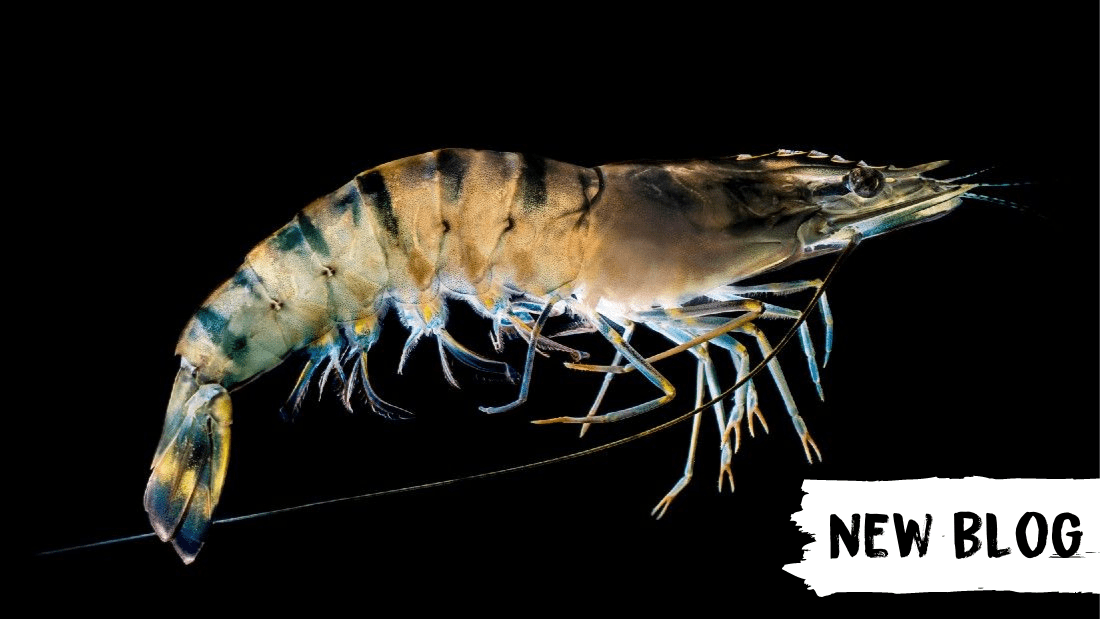 How much pain do shrimp feel?
