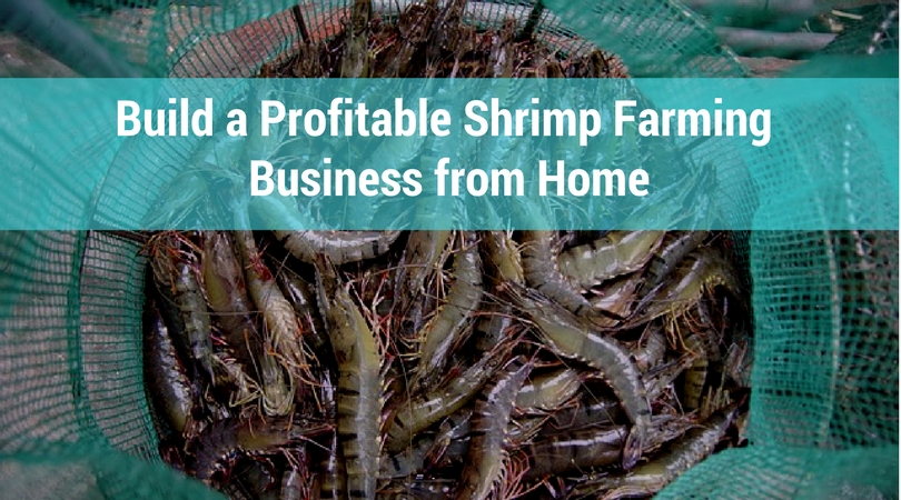 How much profit can you make in shrimp farming business?