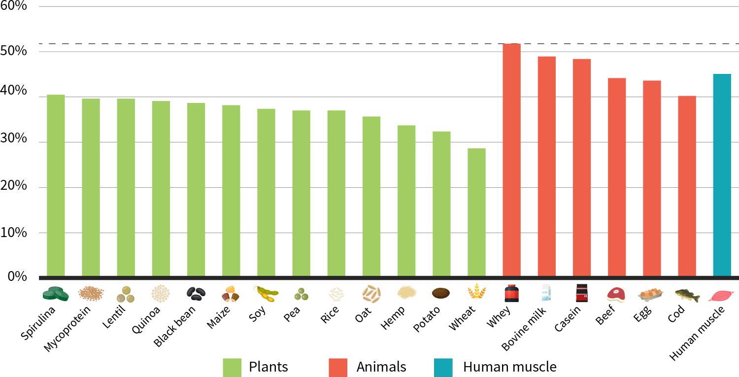 How much protein do I need based on height and weight?