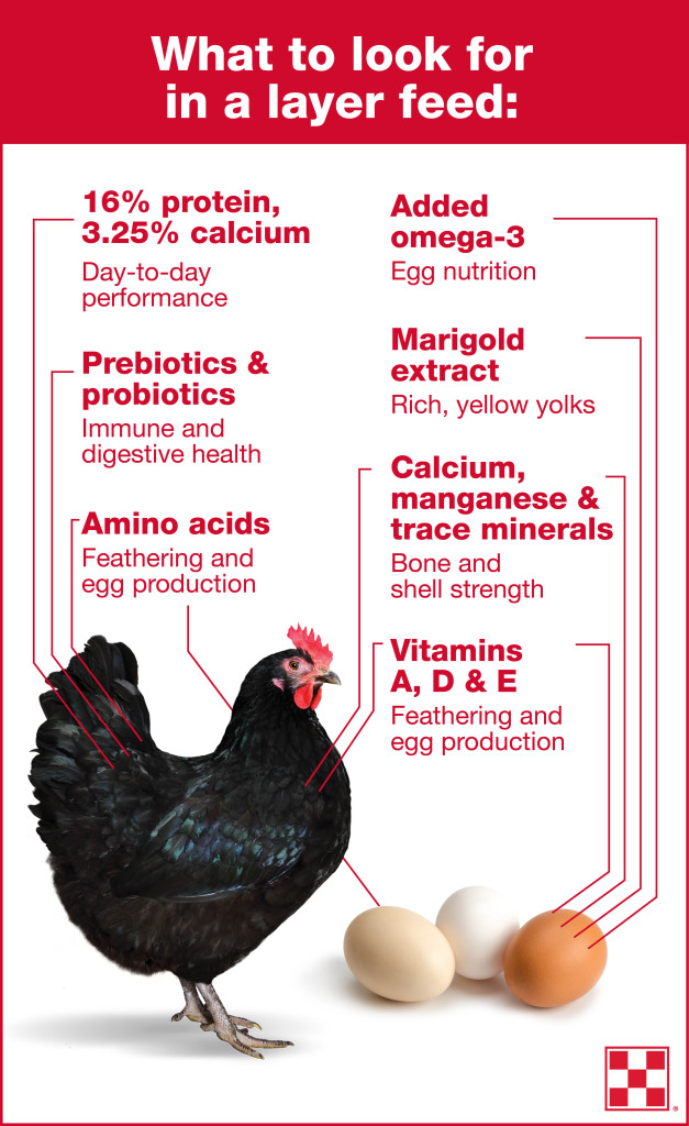 How much protein should a chicken eat a day?