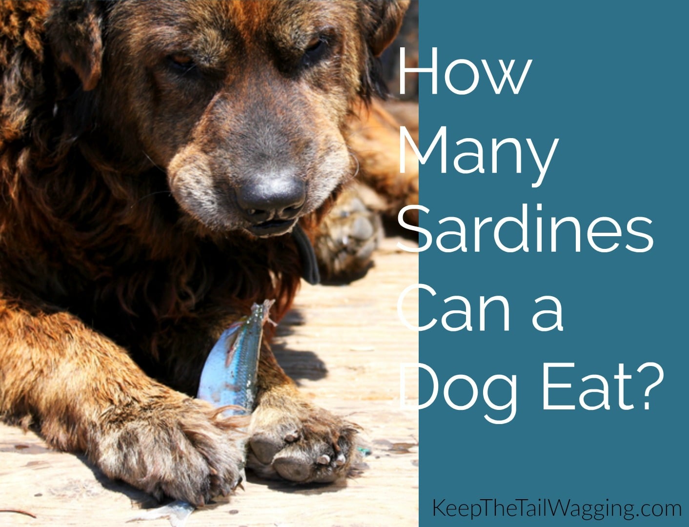 How much sardines should I feed my dog?
