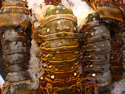 How much should I pay for a lobster tail?