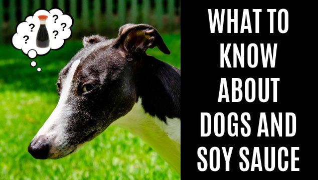How much soy sauce is too much for a dog?