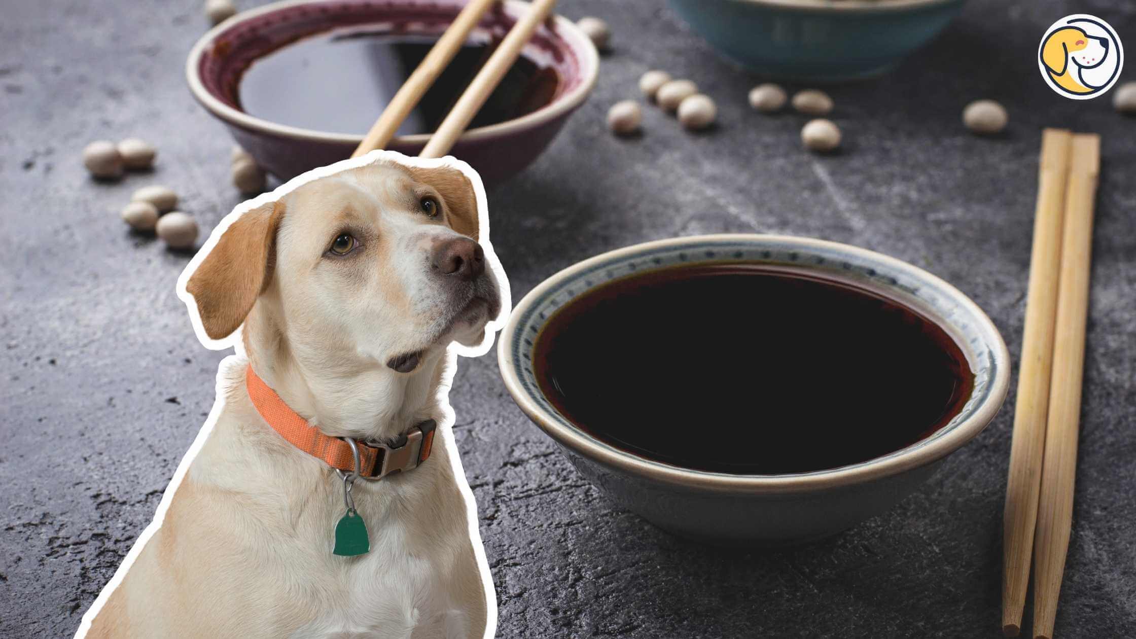 How much soy sauce is toxic for dogs?