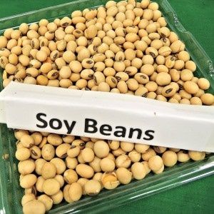 How much soybean is safe?