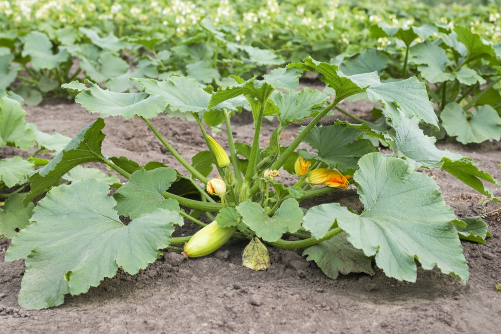 How much space do zucchini plants need?