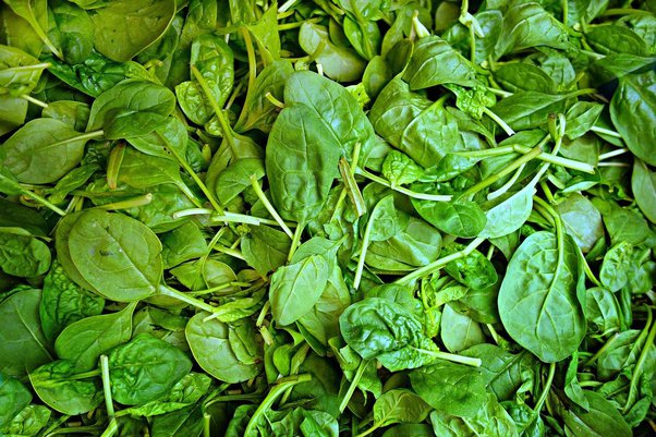 How much spinach should I eat for muscle gain?