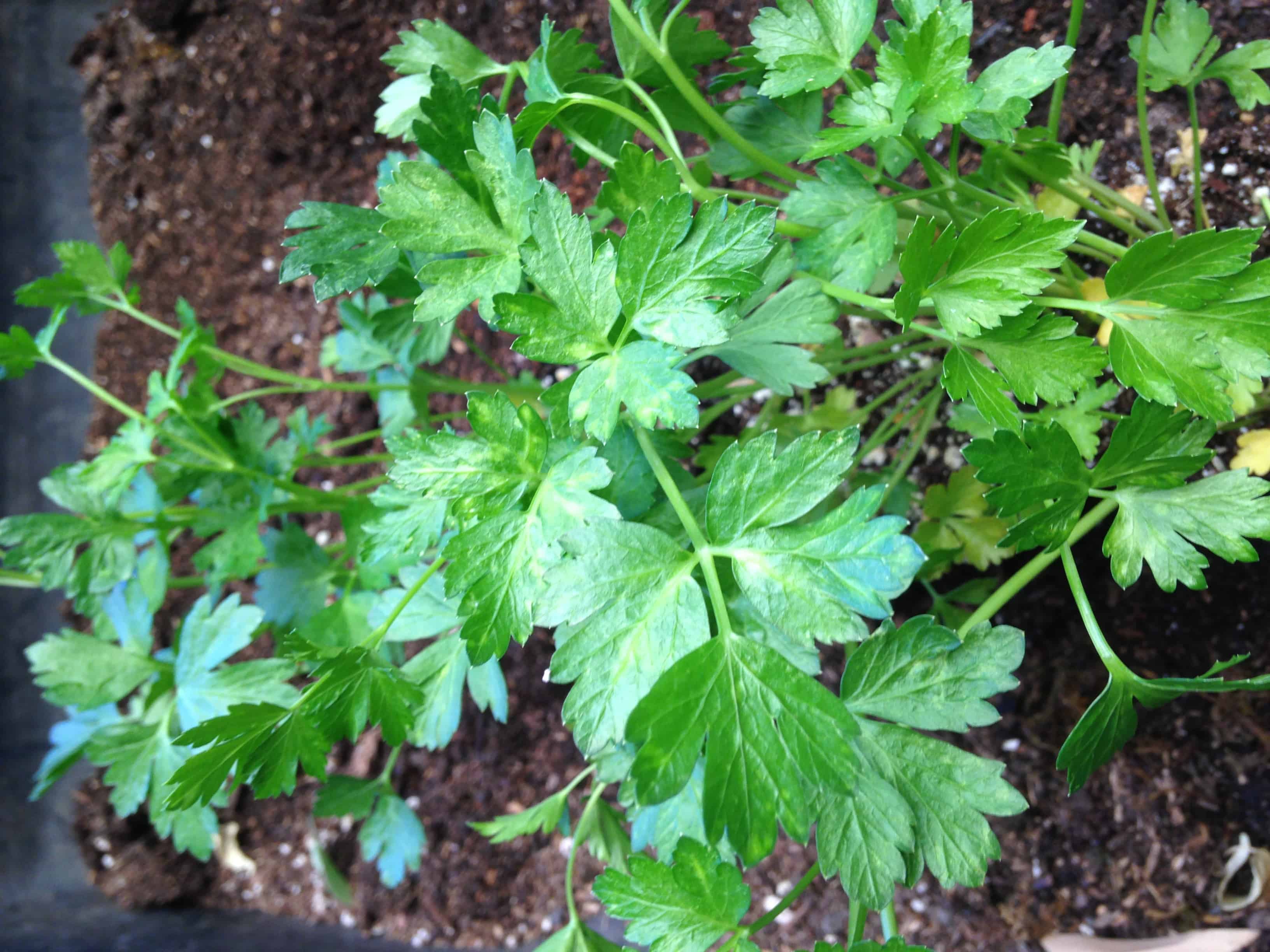 How much sun does parsley need?