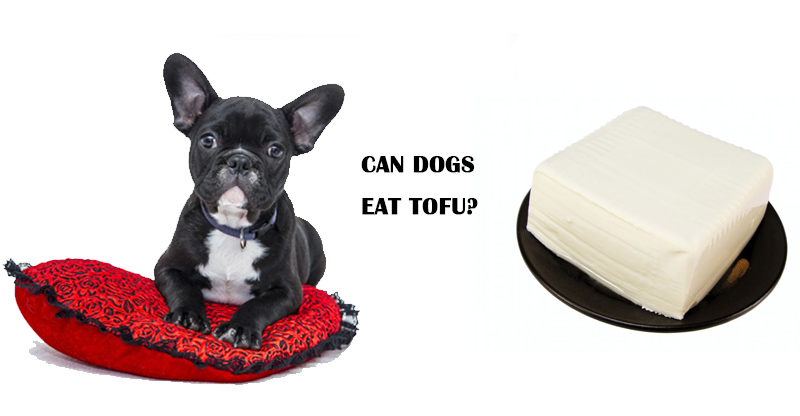 How much tofu can a dog eat?