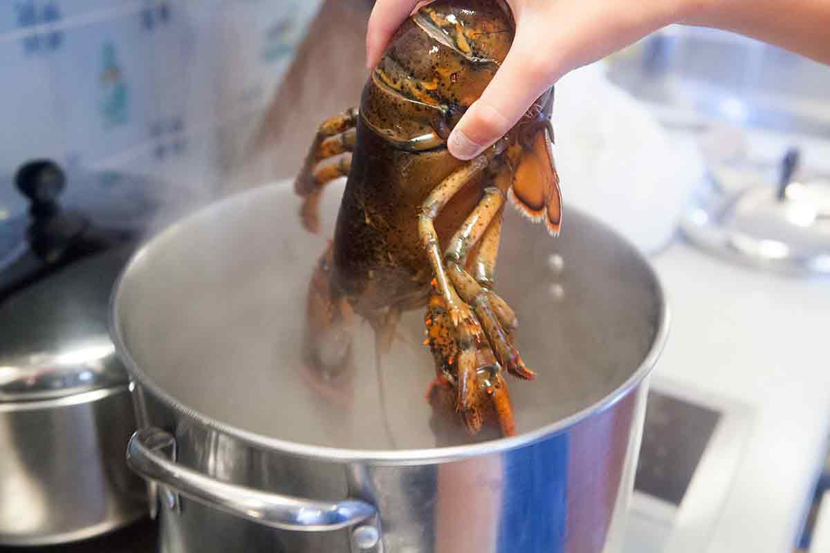 How much water do you use to cook lobsters?