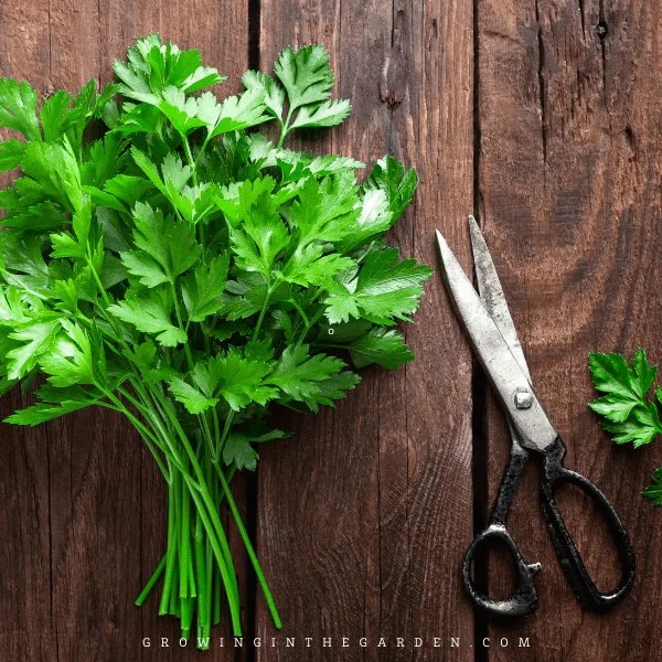 How much water does parsley like?