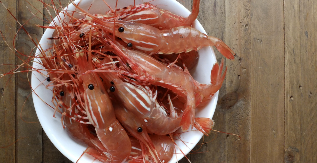 How often are spot prawns harvested in BC?