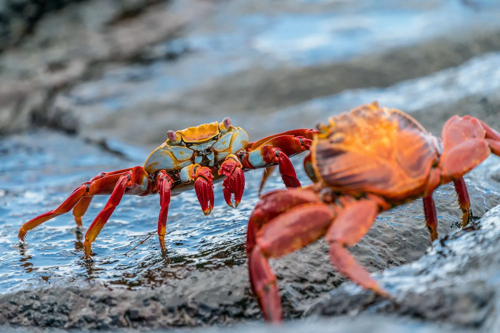 How often do baby crabs eat?