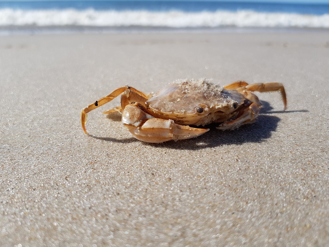 How often do crabs lay eggs?